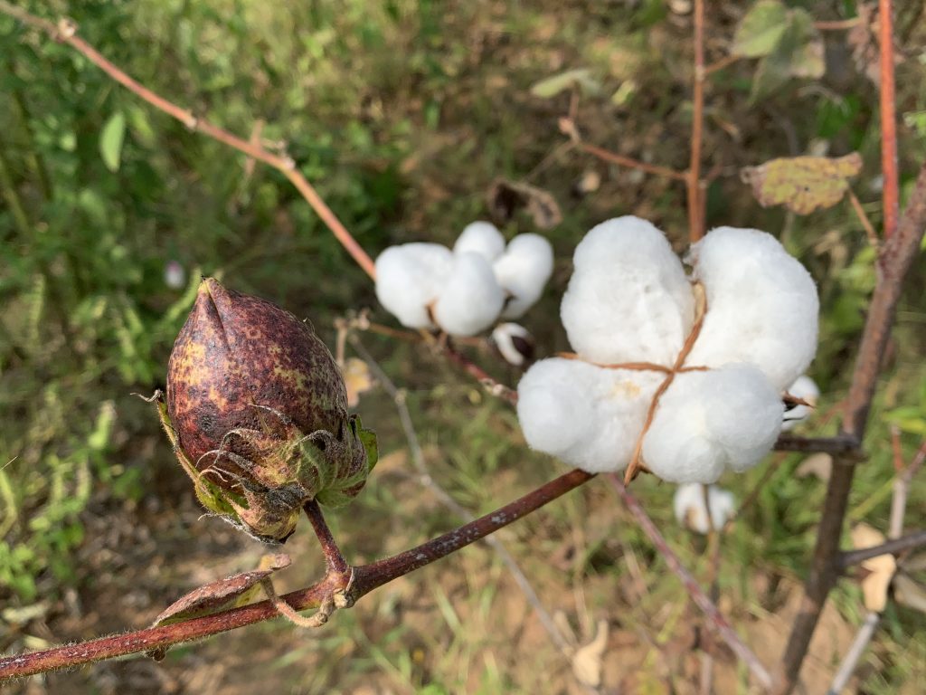 Why does Fairtrade cotton matter? - Koolskools